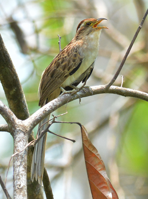 Foto saci (Tapera naevia) Por Robson Czaban | Wiki Aves - A ...
