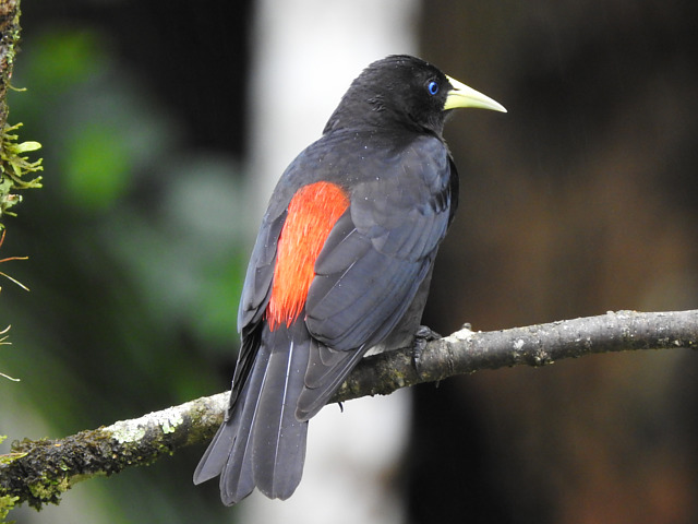 Foto guaxe (Cacicus haemorrhous) Por Alberto Nyari | Wiki Aves - A ...