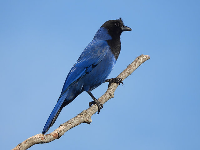 Foto gralha-azul (Cyanocorax caeruleus) Por Laudelino Moura Jr. | Wiki ...