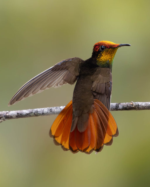 Foto beija-flor-vermelho (Chrysolampis mosquitus) Por Kátia C. Oliveira | Wiki Aves - A ...
