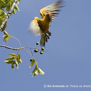 jandaia-amarela (Aratinga solstitialis) | WikiAves - A Enciclopédia das ...