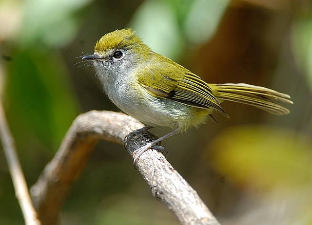estalinho (Phylloscartes difficilis) | WikiAves - A Enciclopédia das ...