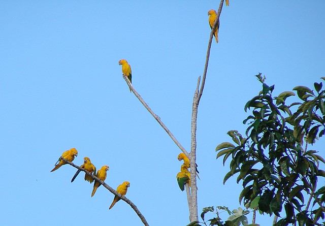 Foto ararajuba (Guaruba guarouba) Por Sidnei Dantas | Wiki Aves - A ...