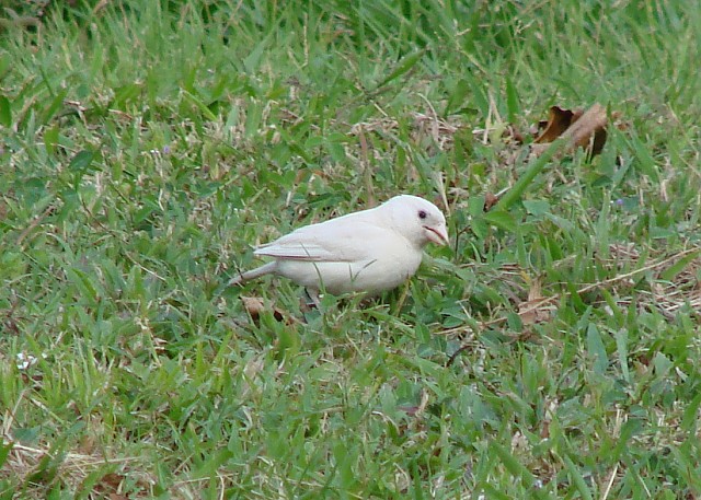 pardal (Passer domesticus) | WikiAves - A Enciclopédia das Aves do Brasil