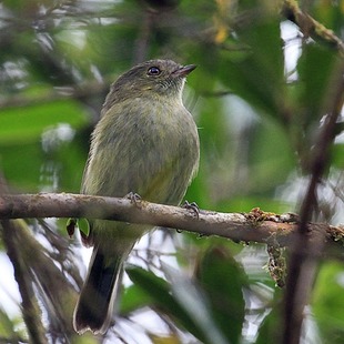 fruxu (Neopelma chrysolophum) | WikiAves - A Enciclopédia das Aves do ...
