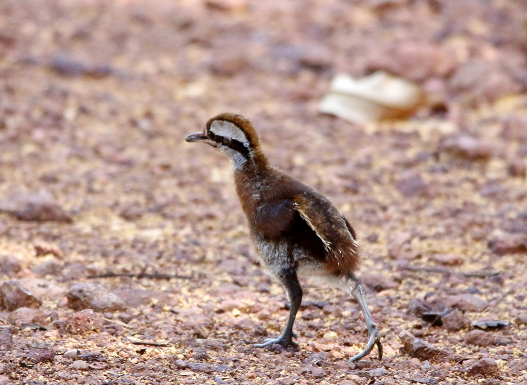 Foto inhambu-serra (Tinamus major) Por Valmir Cordasso | Wiki Aves - A ...