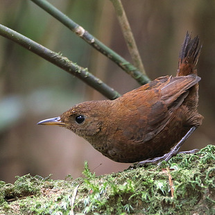 Passerida | WikiAves - A Enciclopédia das Aves do Brasil