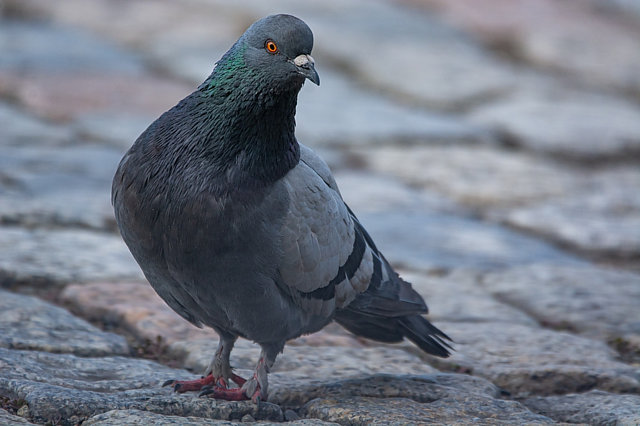 Foto pombo-doméstico (Columba livia) Por Rosi Oliveira | Wiki Aves - A ...