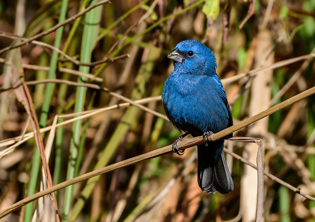 Foto azulinho (Cyanoloxia glaucocaerulea) Por David Carmo | Wiki Aves ...
