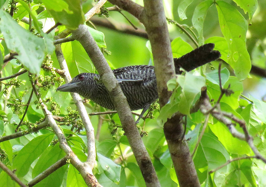 Foto papa-formiga-barrado (Cymbilaimus lineatus) Por Nicky Czaban ...
