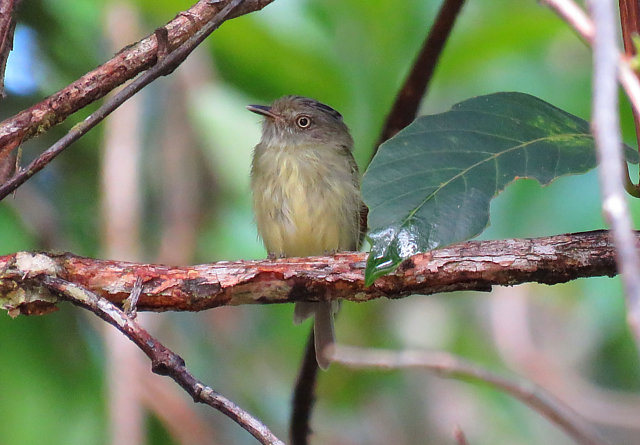 Foto maria-fiteira (Lophotriccus vitiosus) Por Nicky Czaban | Wiki Aves ...