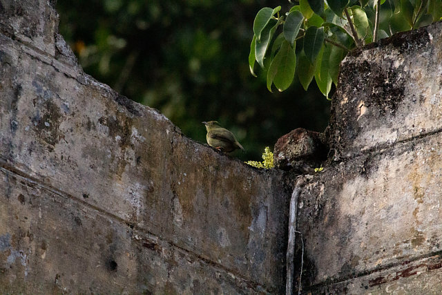 Foto rendeira (Manacus manacus) Por Ana N. Oliveira | Wiki Aves - A ...