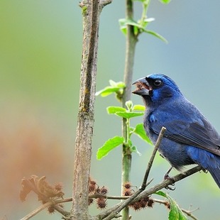 azulão (Cyanoloxia brissonii) | WikiAves - A Enciclopédia das Aves do ...