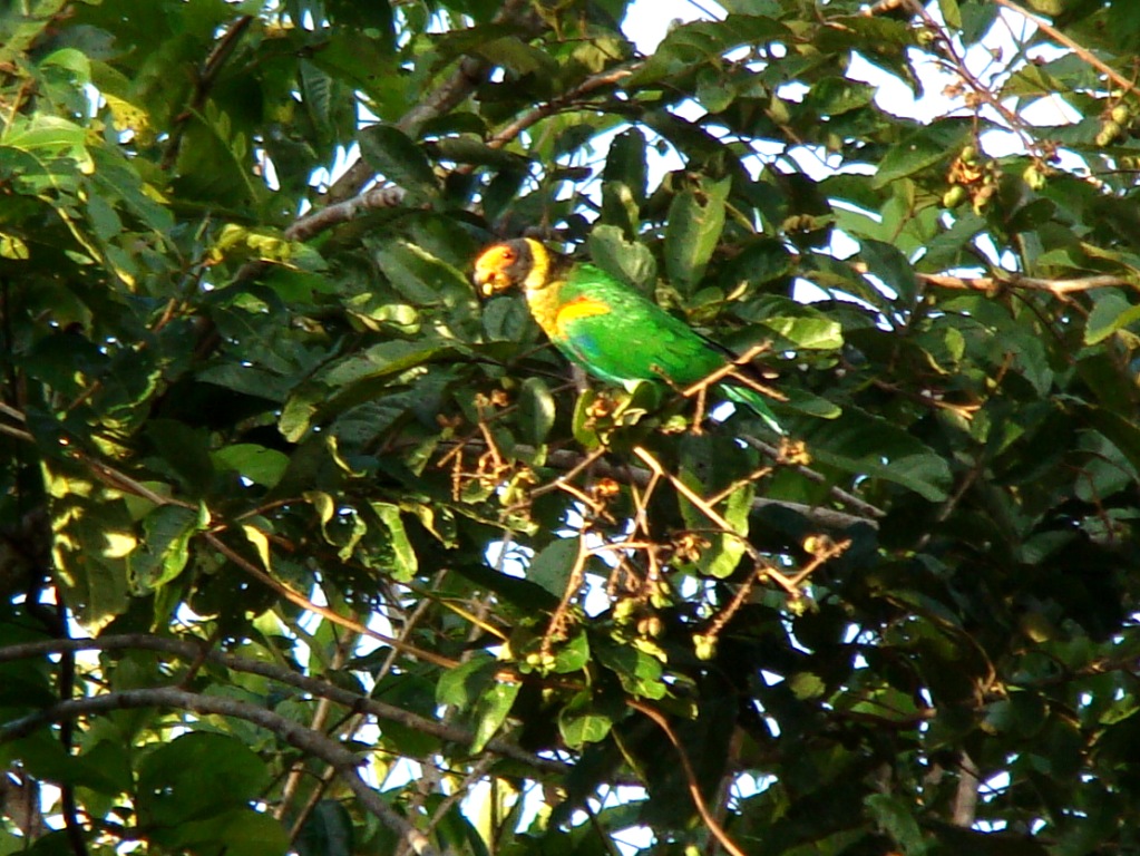 Foto curica-urubu (Pyrilia vulturina) Por Marco Crozariol | Wiki Aves ...
