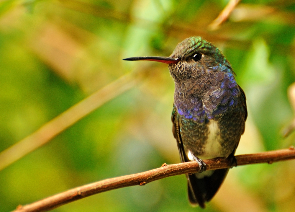 Foto beija-flor-de-peito-azul (Chionomesa lactea) Por Celi Aurora ...