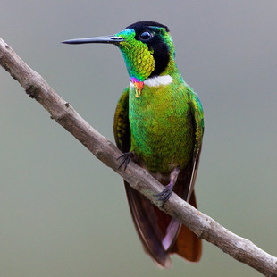 Apodiformes | WikiAves - A Enciclopédia das Aves do Brasil