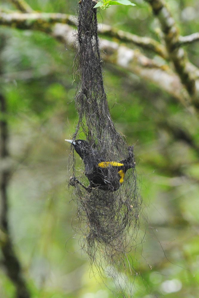 Foto tecelão (Cacicus chrysopterus) Por Amaro Alves | Wiki Aves - A ...