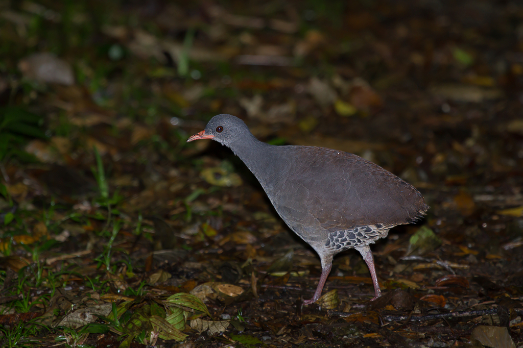 Foto inhambu-chintã (Crypturellus tataupa) Por Ronaldo G. Lebowski ...