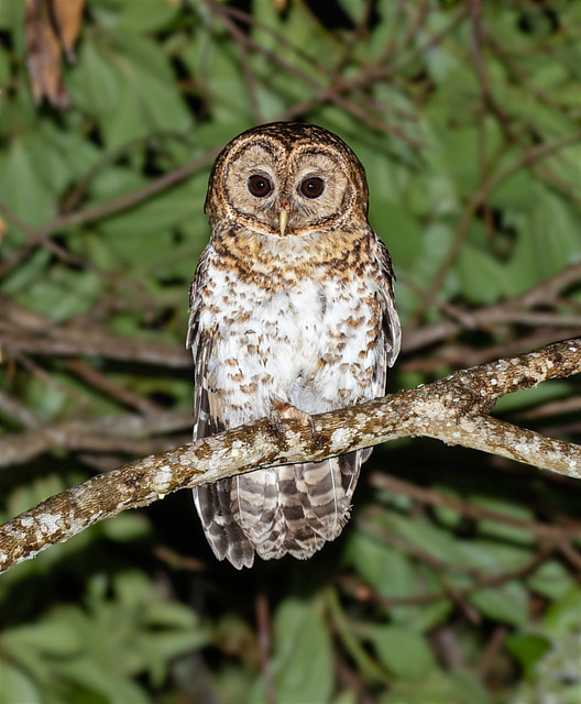 Foto coruja-listrada (Strix hylophila) Por Fernanda Fernandes ...