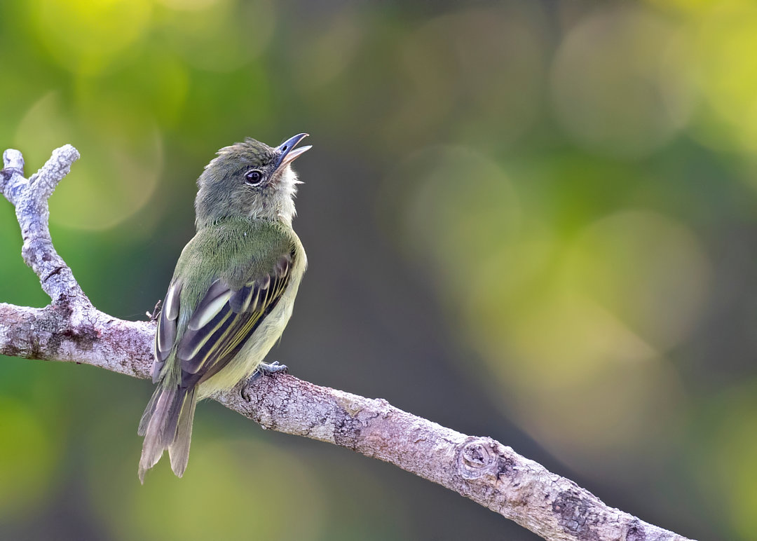 Foto bico-chato-da-copa (Tolmomyias assimilis) Por Caio Brito | Wiki ...