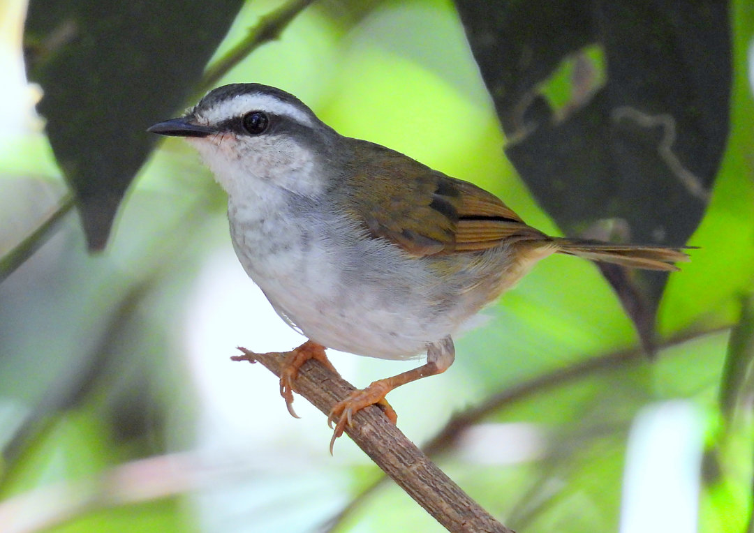 Foto pula-pula-de-sobrancelha (Myiothlypis leucophrys) Por Julio ...