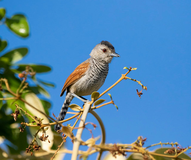Foto choca-de-asa-vermelha (Thamnophilus torquatus) Por Carlos Vieira ...