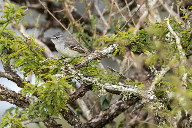 Foto alegrinho-trinador (Serpophaga griseicapilla) Por Thelma Gatuzzo ...