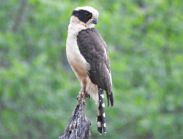 Foto acauã (Herpetotheres cachinnans) Por Ronaldo Diniz | Wiki Aves - A ...