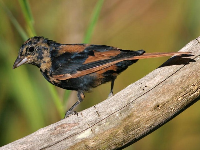 Foto tiê-preto (Tachyphonus coronatus) Por Renato Rizzaro | Wiki Aves ...