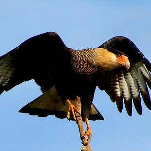 carcará (Caracara plancus) | WikiAves - A Enciclopédia das Aves do Brasil