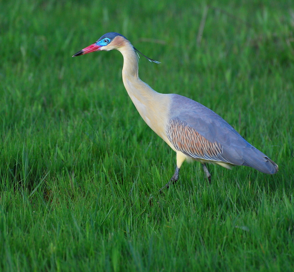 Foto maria-faceira (Syrigma sibilatrix) Por Paulo Fenalti | Wiki Aves ...