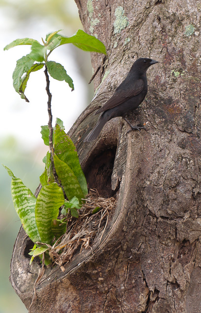 Foto chupim (Molothrus bonariensis) Por Thiago Fenolio | Wiki Aves - A ...