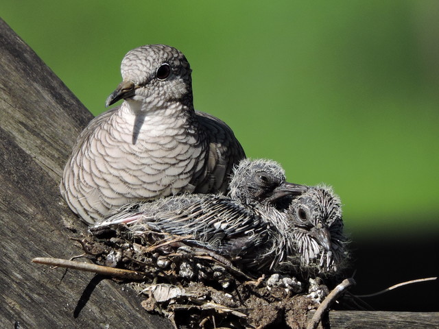 Foto rolinha-fogo-apagou (Columbina squammata) Por Luiz Cortez | Wiki ...