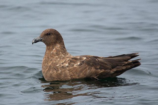 Stercorariidae | WikiAves - A Enciclopédia das Aves do Brasil