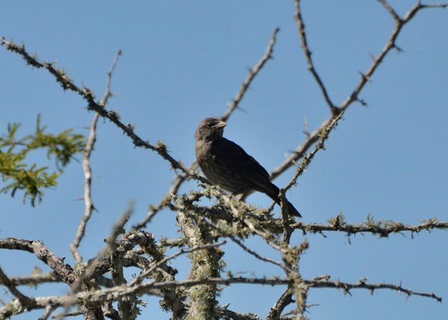 Foto chupim (Molothrus bonariensis) Por Gina Bellagamba | Wiki Aves - A ...