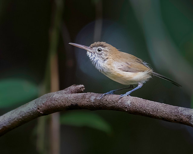 Foto chirito (Ramphocaenus melanurus) Por Ronaldo L. Oliveira | Wiki ...