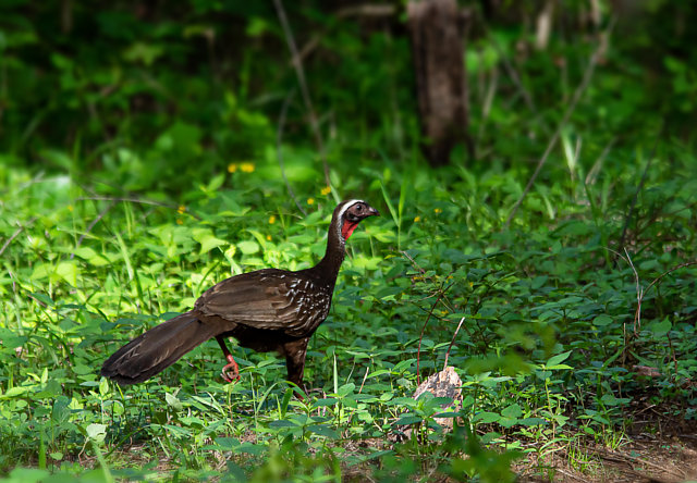 Foto jacucaca (Penelope jacucaca) Por Jéssica Carvalho | Wiki Aves - A ...