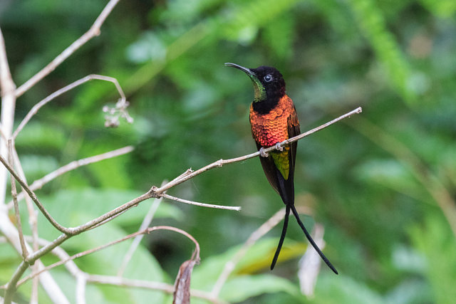 Foto topázio-de-fogo (Topaza pyra) Por Luiz Fernando Matos | Wiki Aves ...