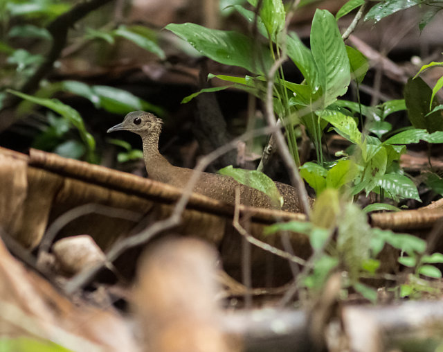 Foto inhambu-galinha (Tinamus guttatus) Por Luis Morais_ | Wiki Aves ...