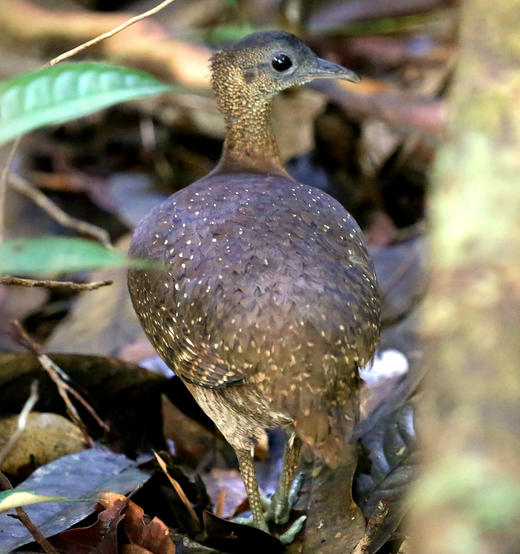 Foto inhambu-galinha (Tinamus guttatus) Por Olímpio Neto | Wiki Aves ...