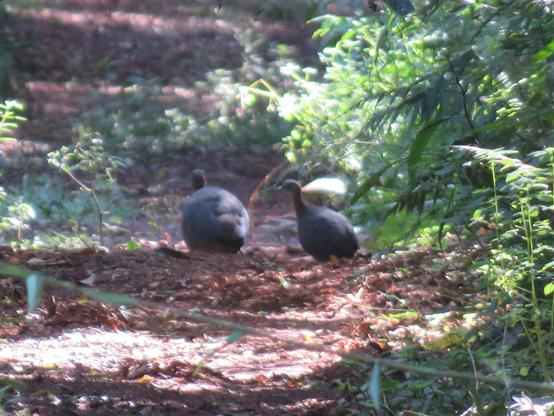 Foto macuco (Tinamus solitarius) Por Giovane Schneiders | Wiki Aves - A ...