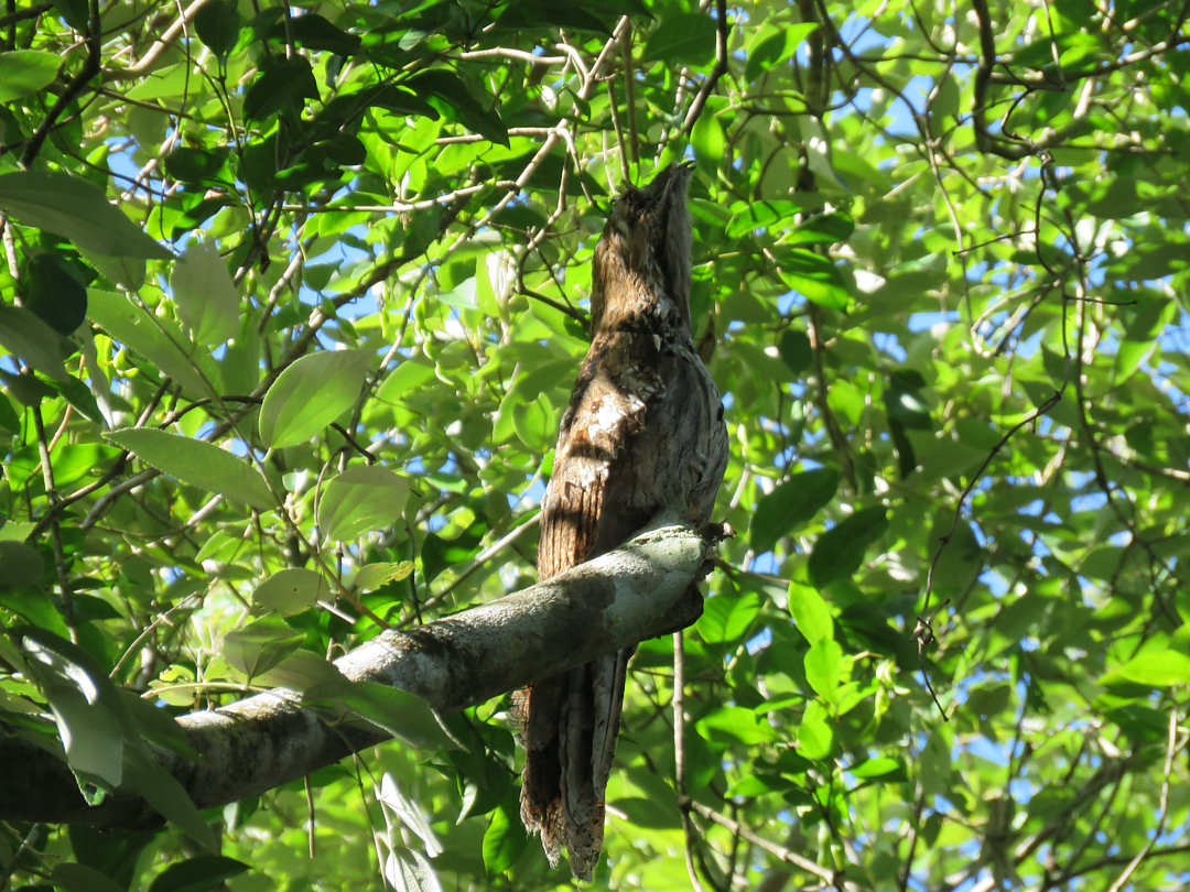 Foto urutau-pardo (Nyctibius aethereus) Por Giovane Schneiders | Wiki ...