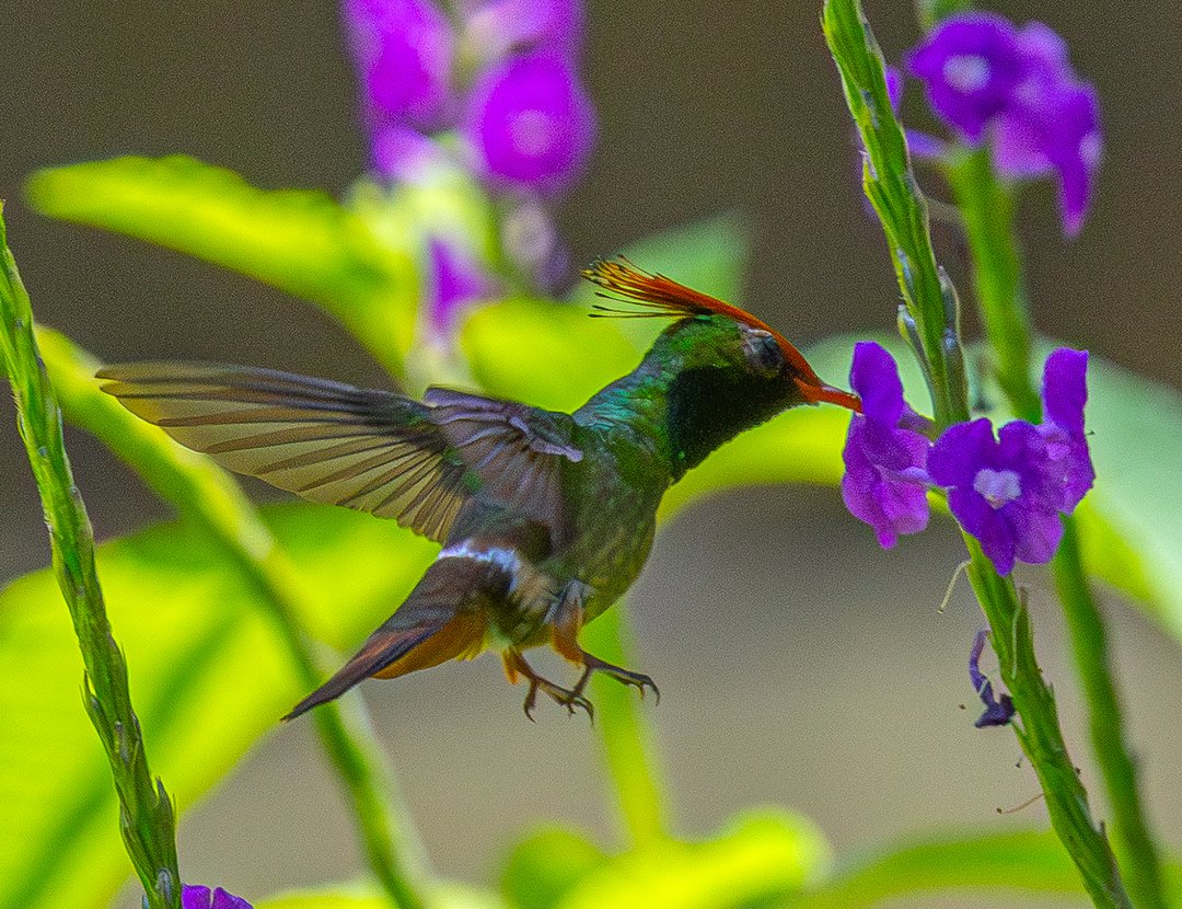 Foto topetinho-ruivo (Lophornis cf. delattrei) Por Mats Hildeman | Wiki ...