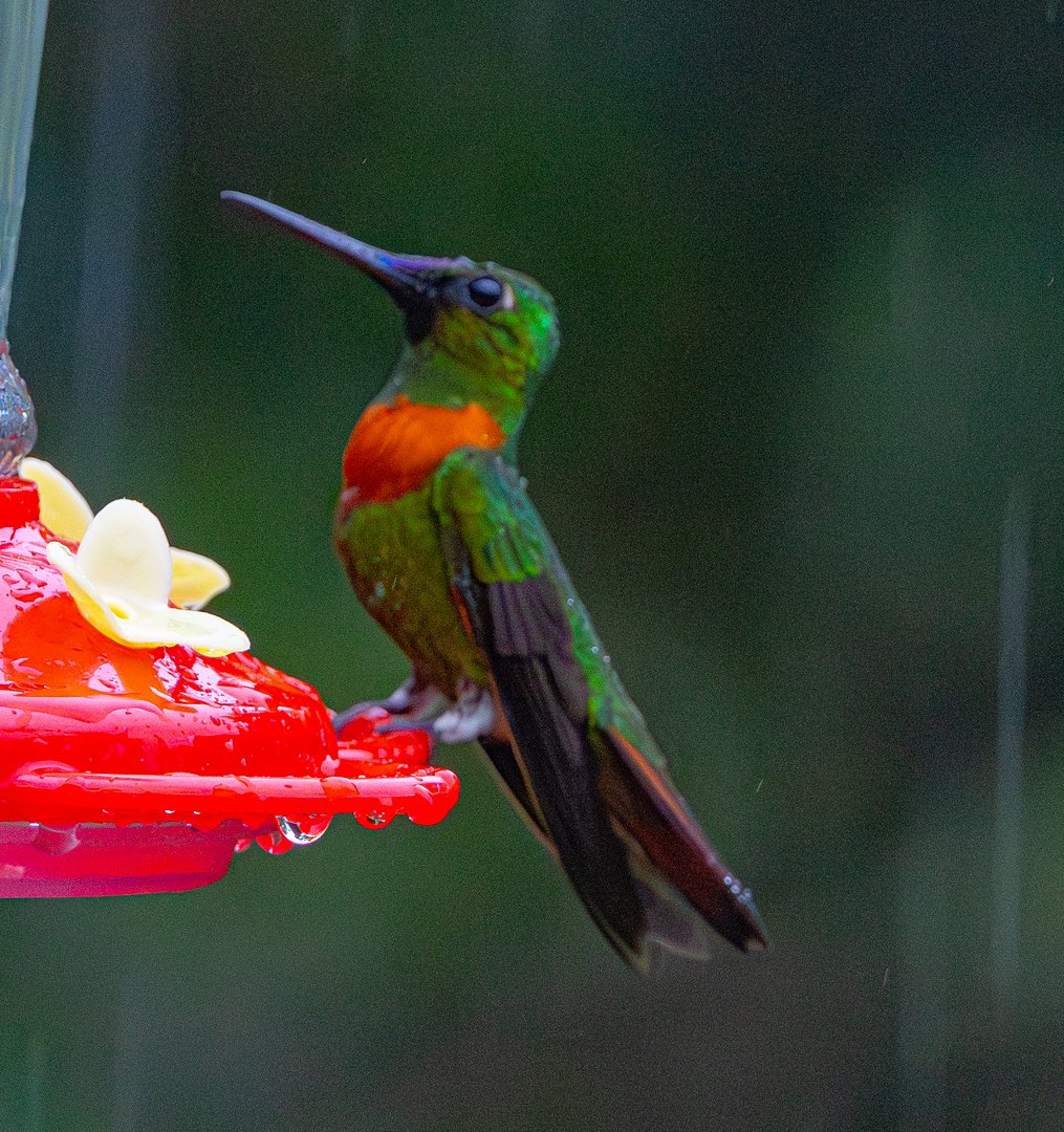 Foto beija-flor-estrela (Heliodoxa aurescens) Por Mats Hildeman | Wiki ...