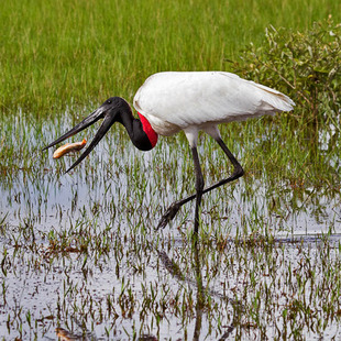 tuiuiú (Jabiru mycteria) | WikiAves - A Enciclopédia das Aves do Brasil