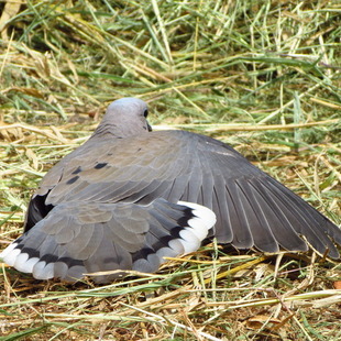 avoante (Zenaida auriculata) | WikiAves - A Enciclopédia das Aves do Brasil