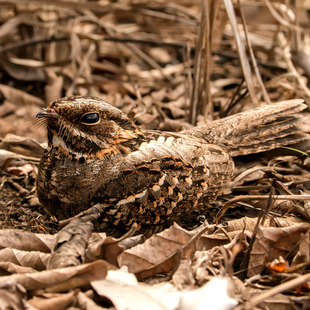 bacurau-chintã (Hydropsalis parvula) | WikiAves - A Enciclopédia das ...