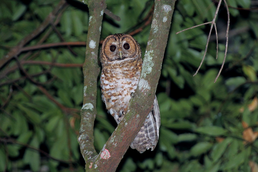 Foto coruja-listrada (Strix hylophila) Por Sergio Murilo | Wiki Aves ...