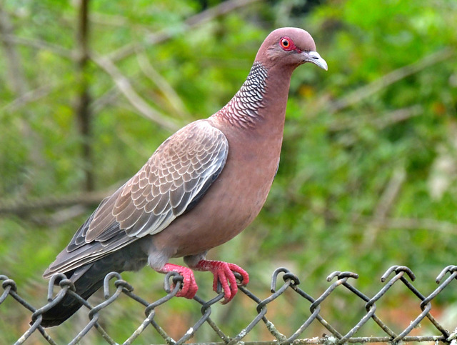 Foto pomba-asa-branca (Patagioenas picazuro) Por Ivo Zecchin | Wiki ...