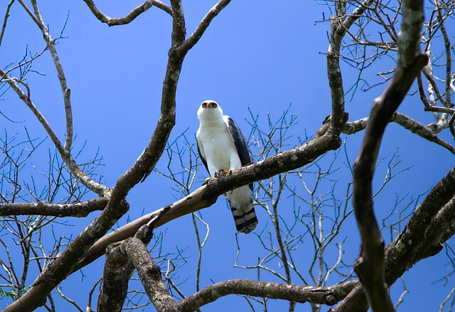 Foto gavião-pato (Spizaetus melanoleucus) Por Antonino G. Medina (Toni ...
